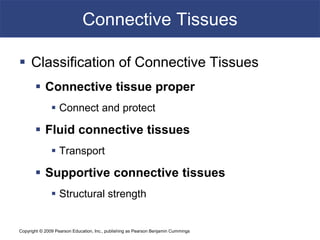A detailed description about the Connective Tissues | PPT
