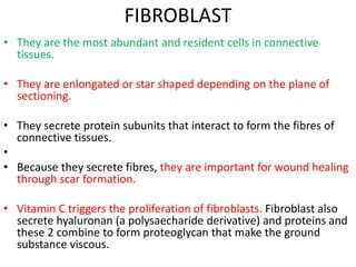 connective tissue.pptx for students studying physiology or in the ...
