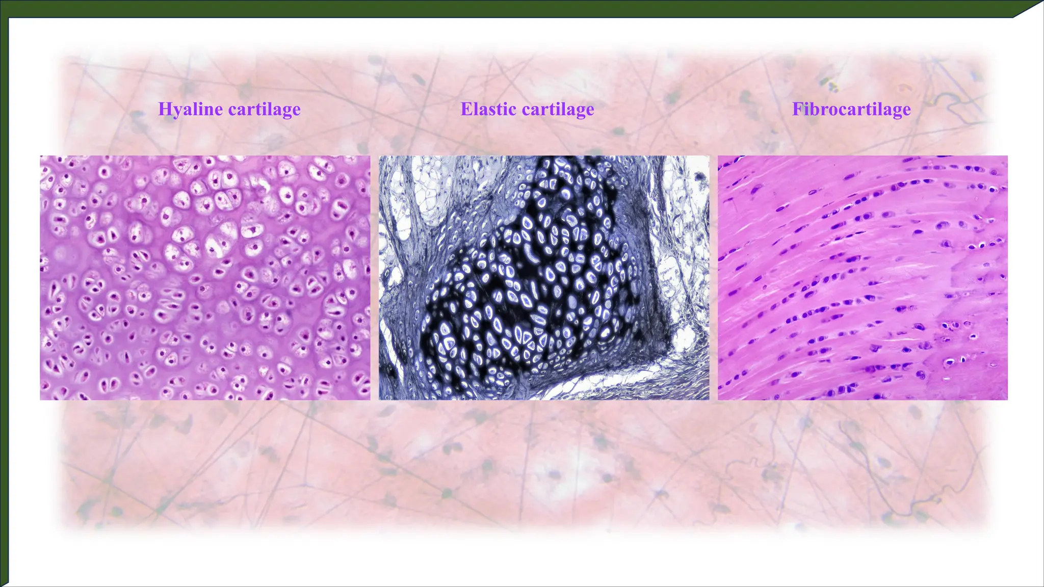 CONNECTIVE TISSUE (ANATOMY AND PHYSIOLOGY).pdf