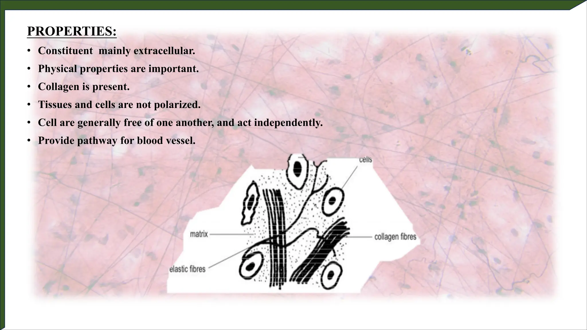 CONNECTIVE TISSUE (ANATOMY AND PHYSIOLOGY).pdf