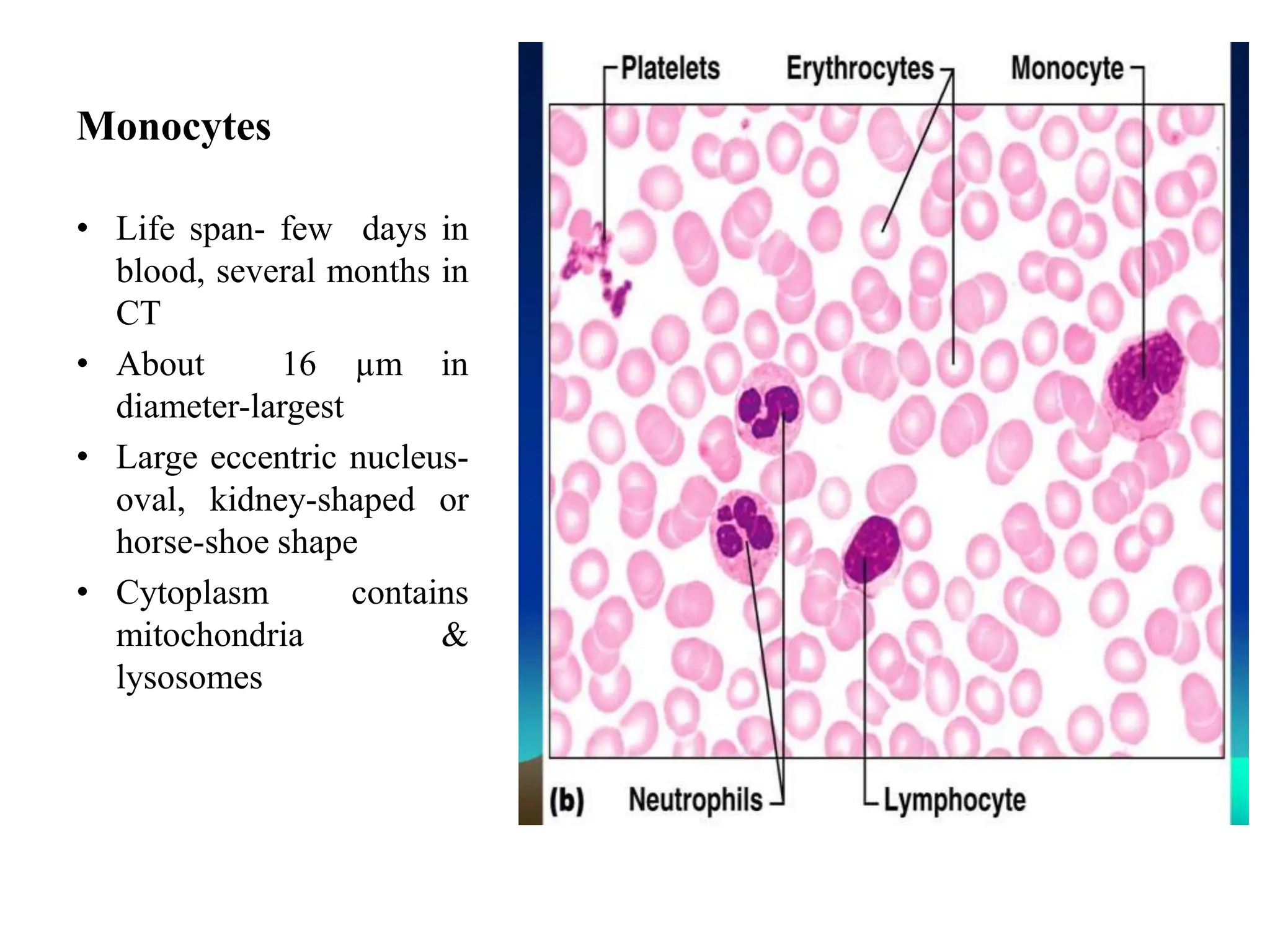 CONNECTIVE TISSUE Of the blood tissues.pptx