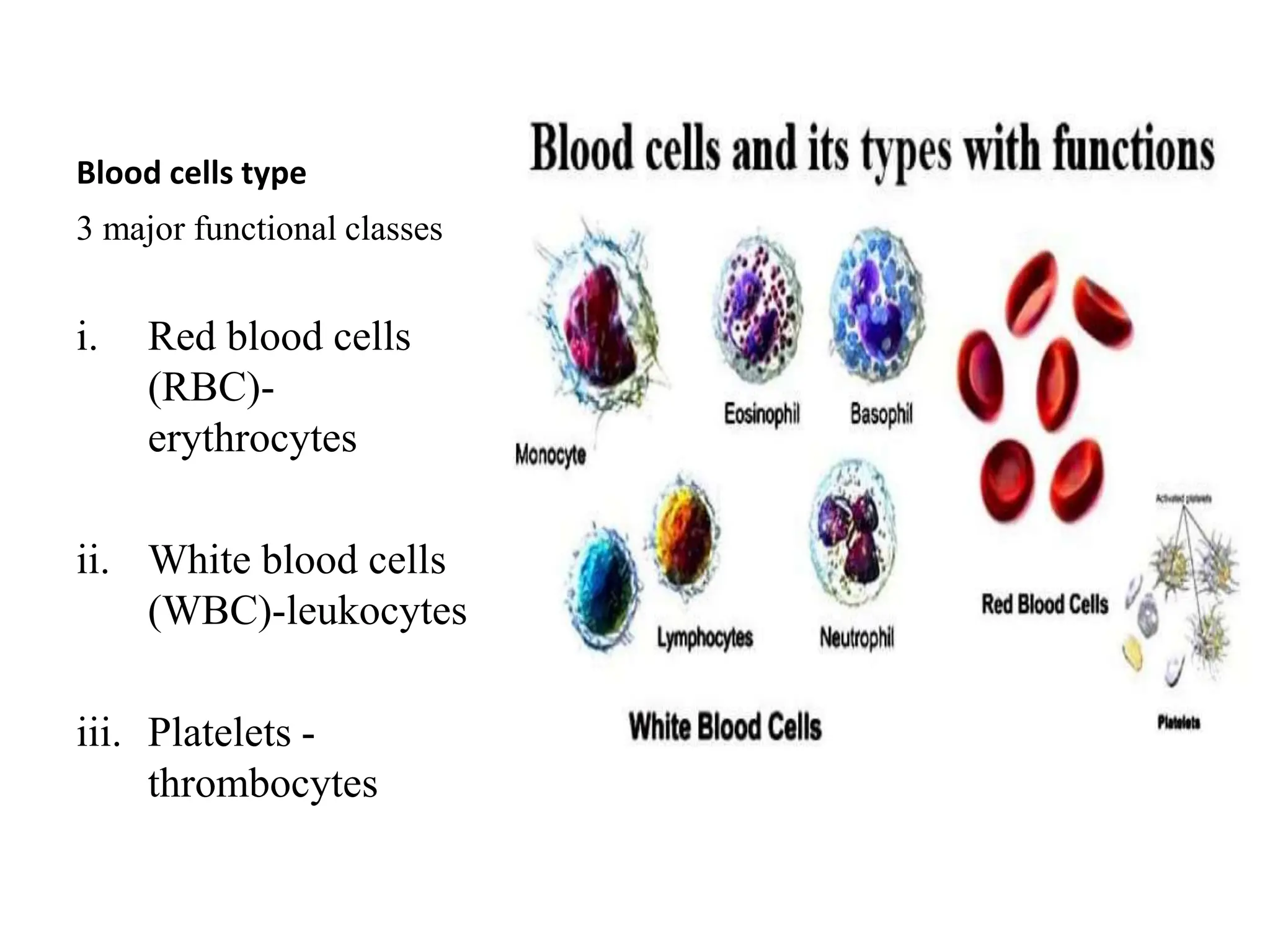 CONNECTIVE TISSUE Of the blood tissues.pptx