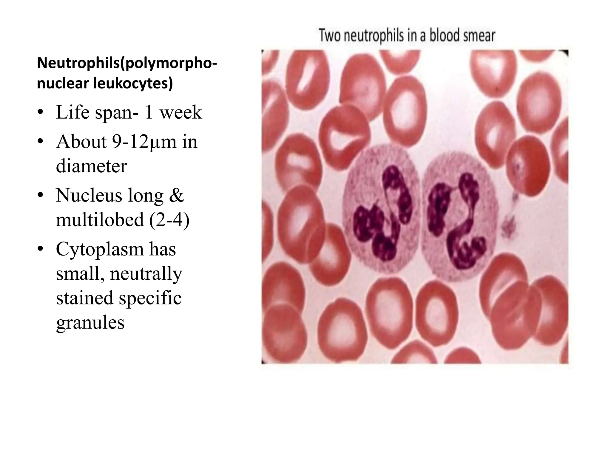 CONNECTIVE TISSUE Of the blood tissues.pptx