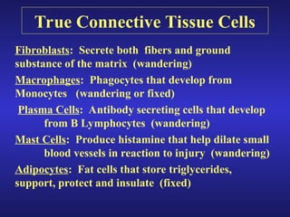 connective tissue in living organisms with detail.ppt