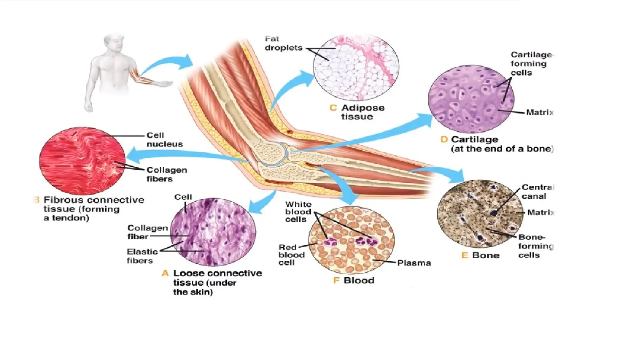 Connective tissue in a muscle that has .pptx