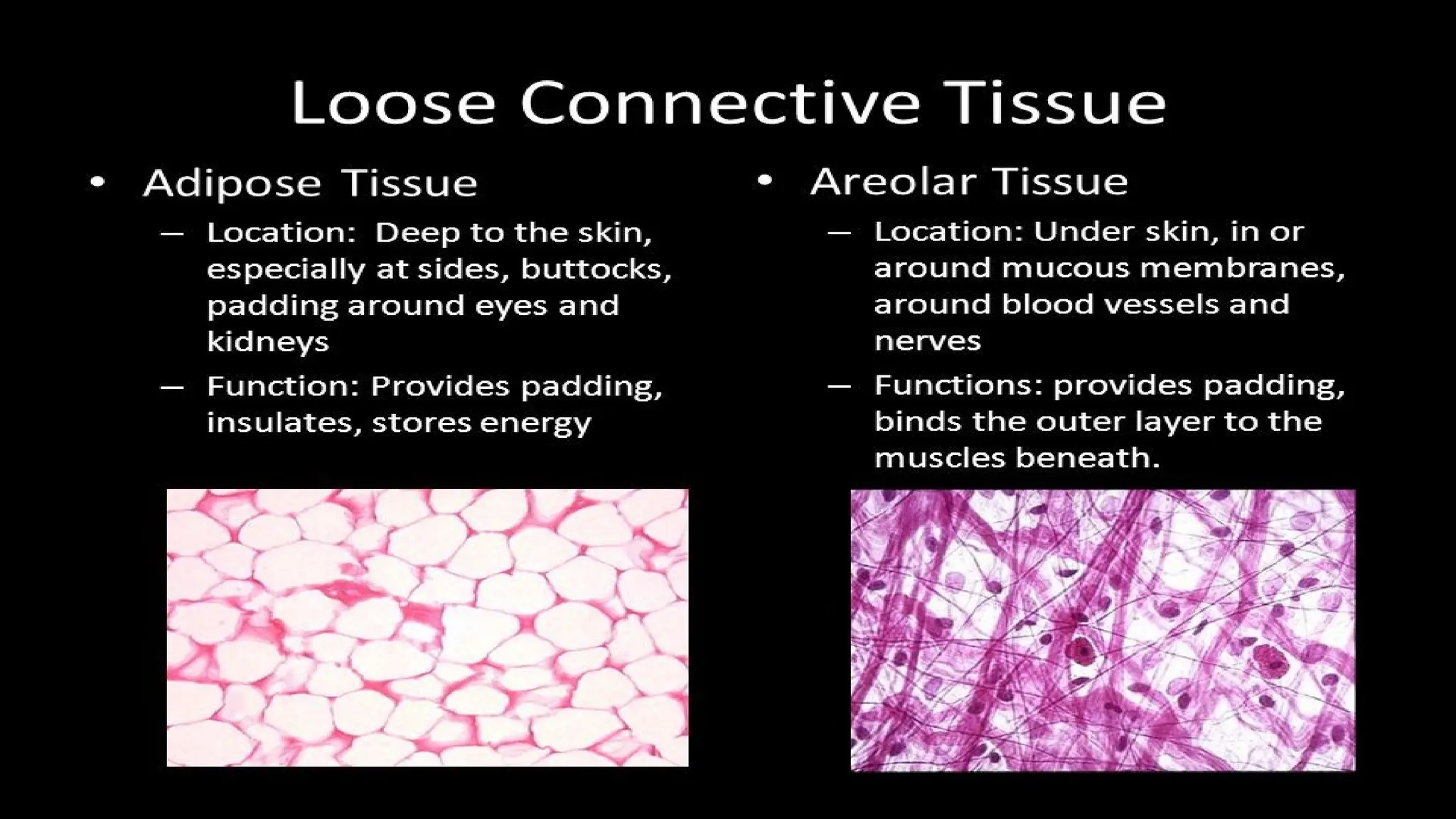 Connective tissue in a muscle that has .pptx