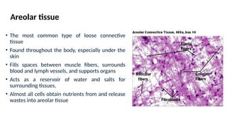 Human anatomy and physiology 1 unit 1 Connective Tissue.pptx