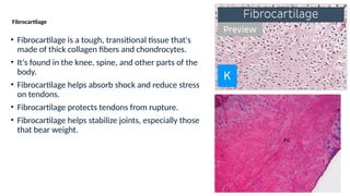 Human anatomy and physiology 1 unit 1 Connective Tissue.pptx