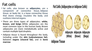 Human anatomy and physiology 1 unit 1 Connective Tissue.pptx