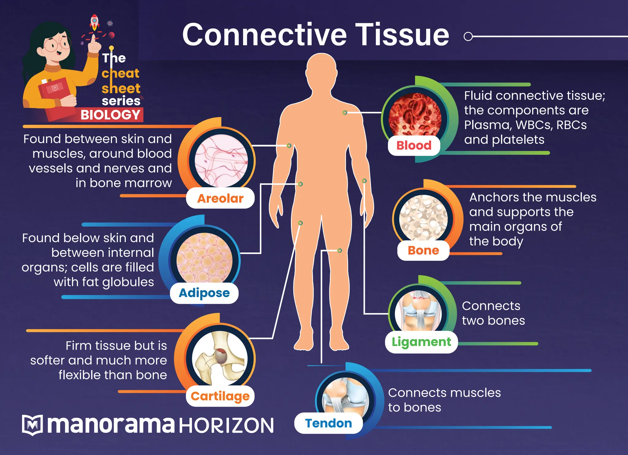 tissu tissur tissu connective tissur=eConnective_Tissue.pdf