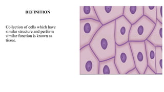 Various TISSUE. In the human body at pptx | PPTX