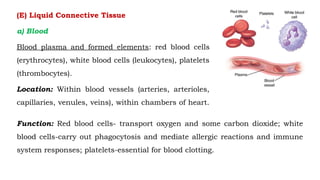 CONNECTIVE TISSUE (Classification, Structure, Location and Functions).pptx