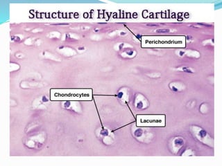 Cartilage Connective Tissue