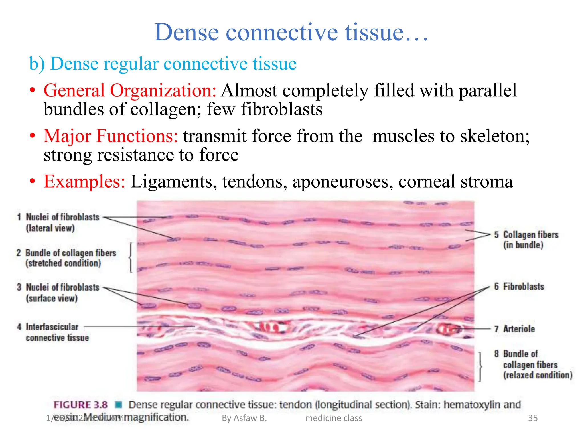 general concept about Connective tissue | PPTX