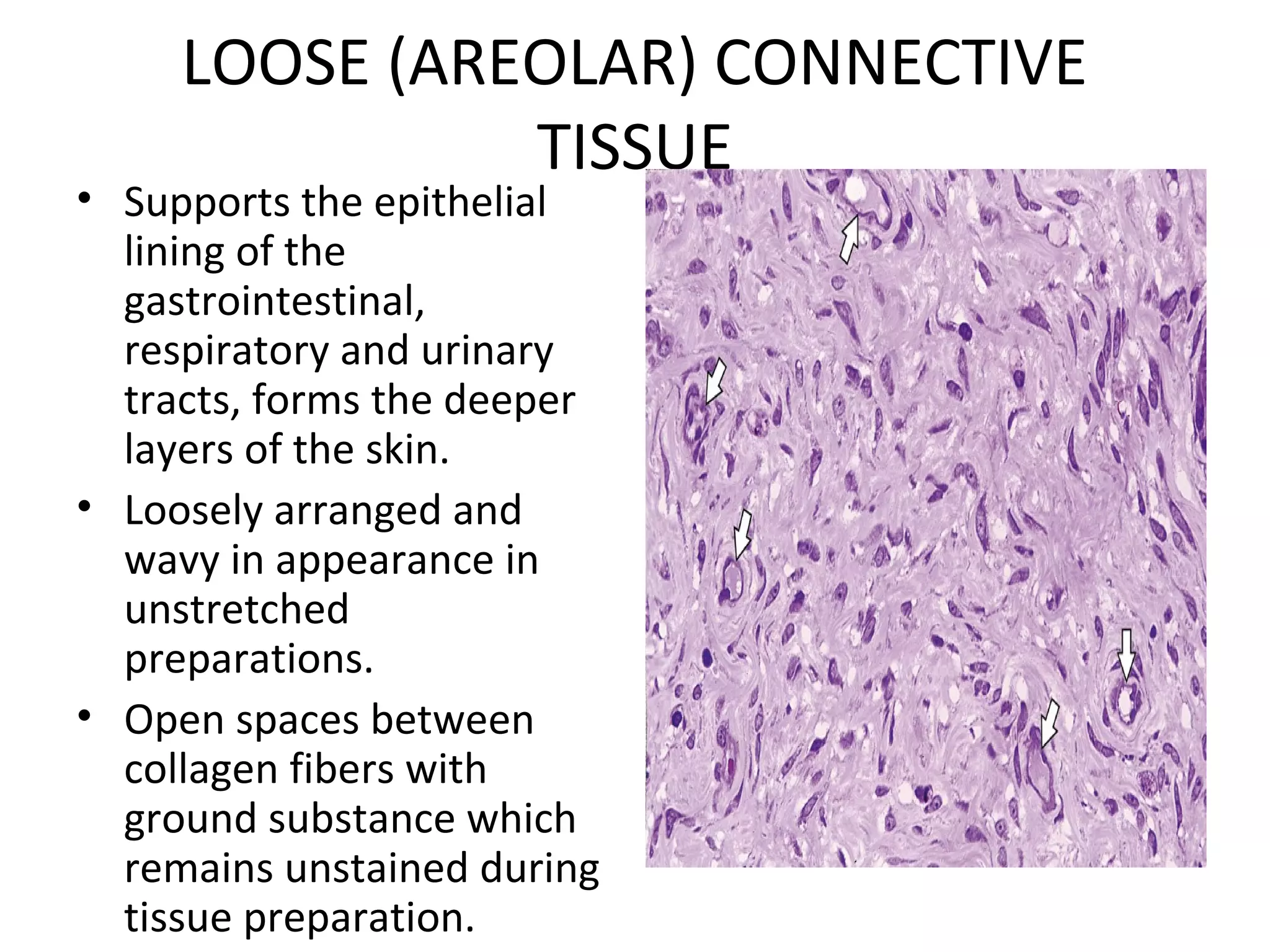 Connective tissue presentation2 | PPT