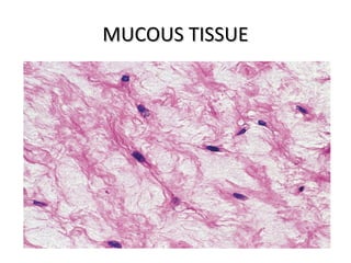 Connective tissue presentation2 | PPT