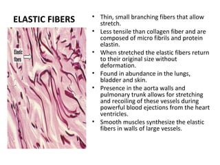 Connective tissue presentation2 | PPT