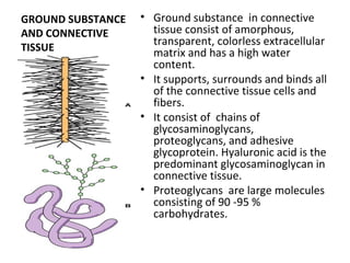 Connective tissue presentation2 | PPT