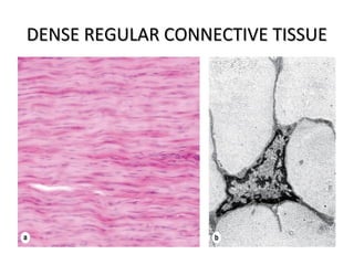 Dense Regular Connective Tissue Ground Substance