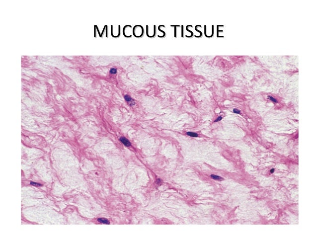Connective tissue presentation2