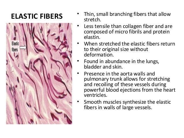 Connective tissue presentation2