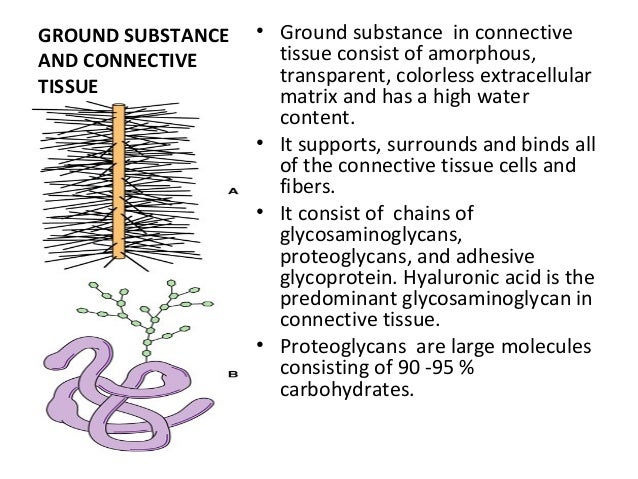 Connective tissue presentation2