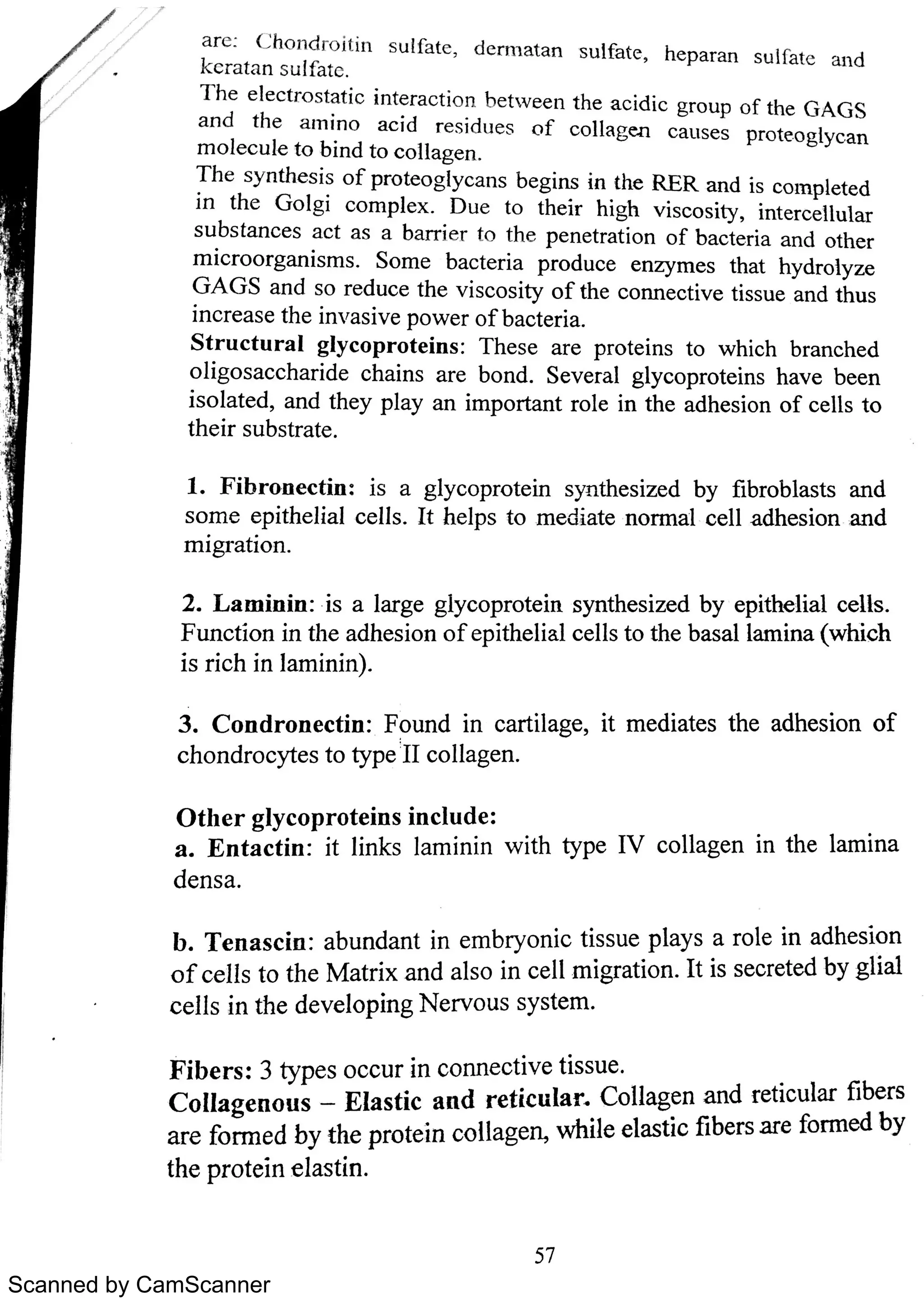 histology Connective tissue | PDF