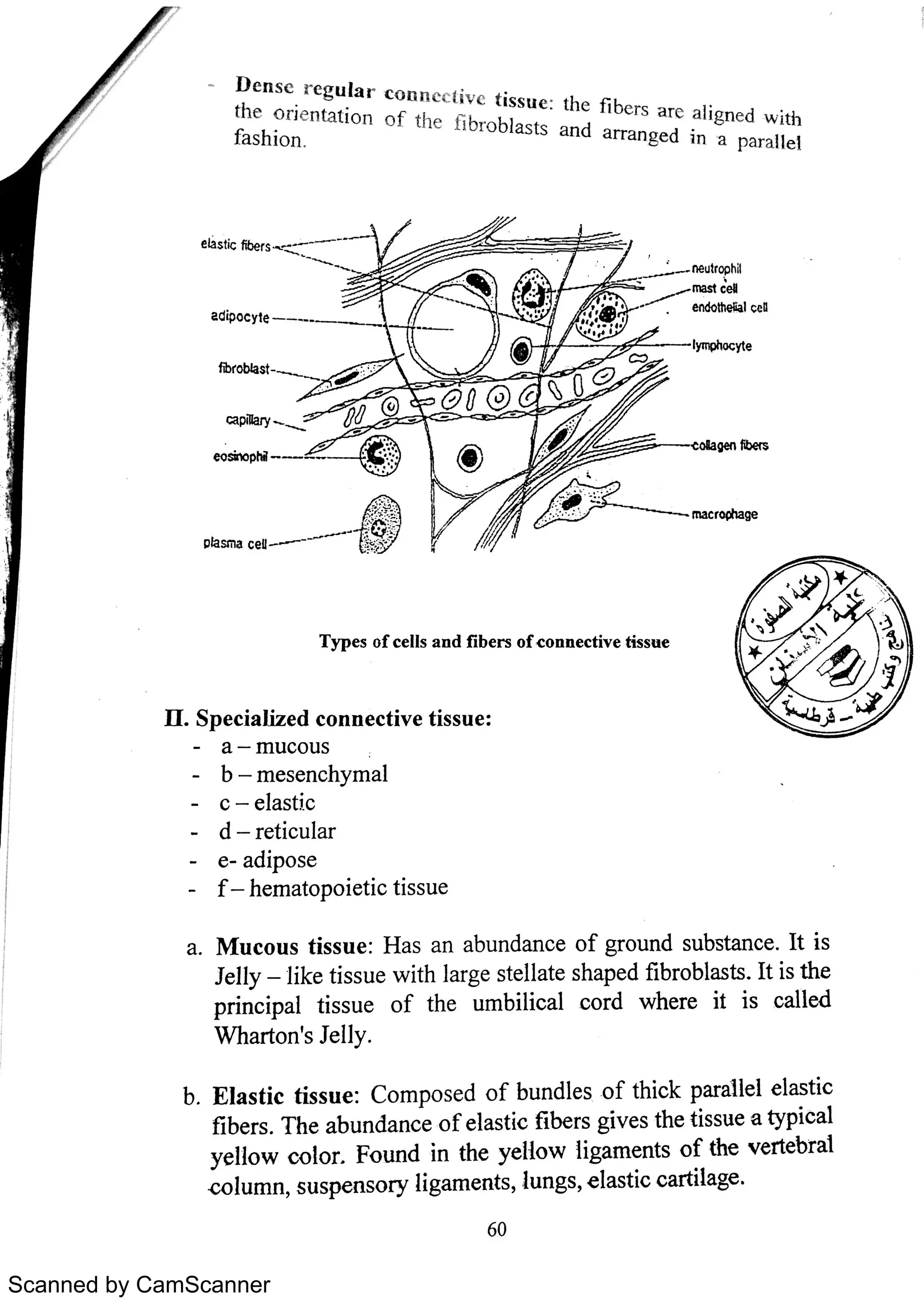 histology Connective tissue | PDF