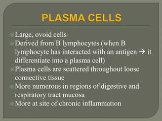 Connective tissue 1 | PPTX