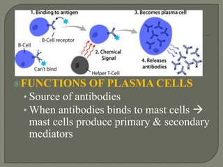 Connective tissue 1 | PPT