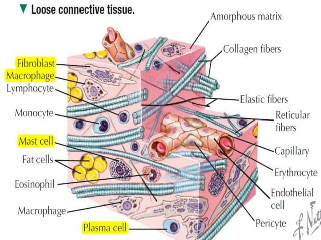 Connective tissue 1 | PPT
