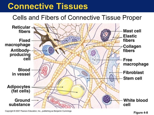 connective tissue1.pptx | Blood Disorders | Diseases and Conditions