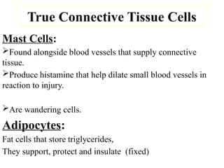 HISTOLOGY OF CONNECTIVE TISSUES: TYPES AND FUNCTION | PPT