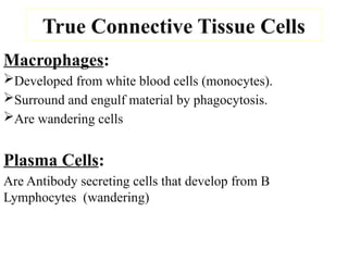 HISTOLOGY OF CONNECTIVE TISSUES: TYPES AND FUNCTION | PPT