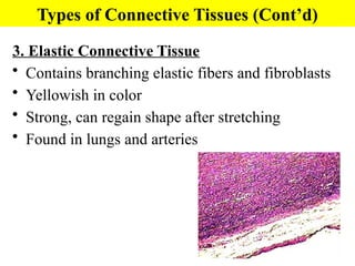 HISTOLOGY OF CONNECTIVE TISSUES: TYPES AND FUNCTION | PPT