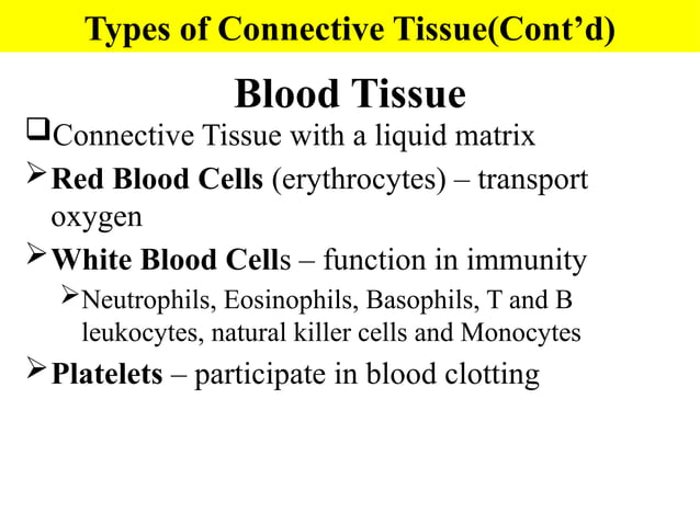 HISTOLOGY OF CONNECTIVE TISSUES: TYPES AND FUNCTION | PPT