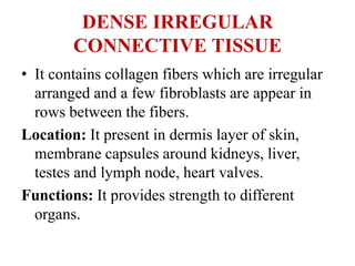 Connective tissue | PPTX