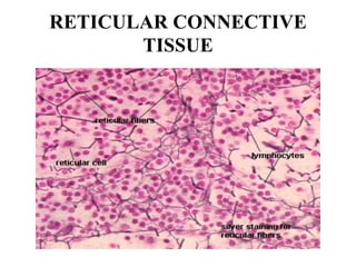 Connective tissue | PPT