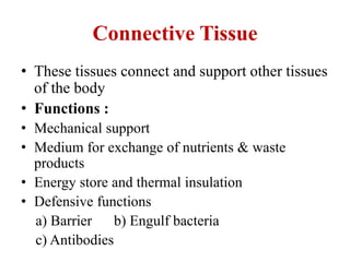 Connective tissue | PPTX