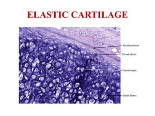 Elastic Cartilage Connective Tissue