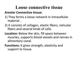 Loose Connective Tissue Reticular