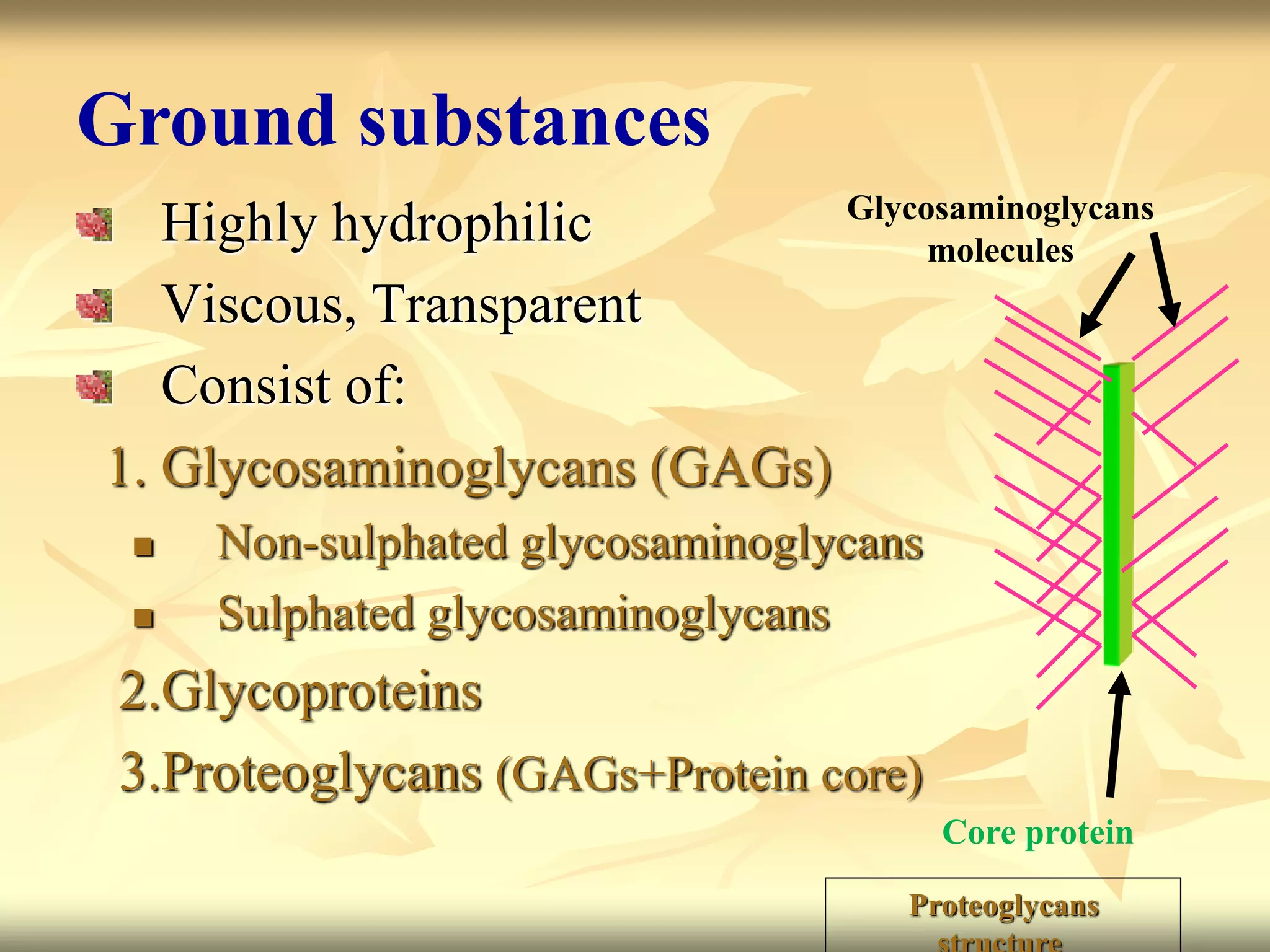 connective tissue 1st 2023.ppt