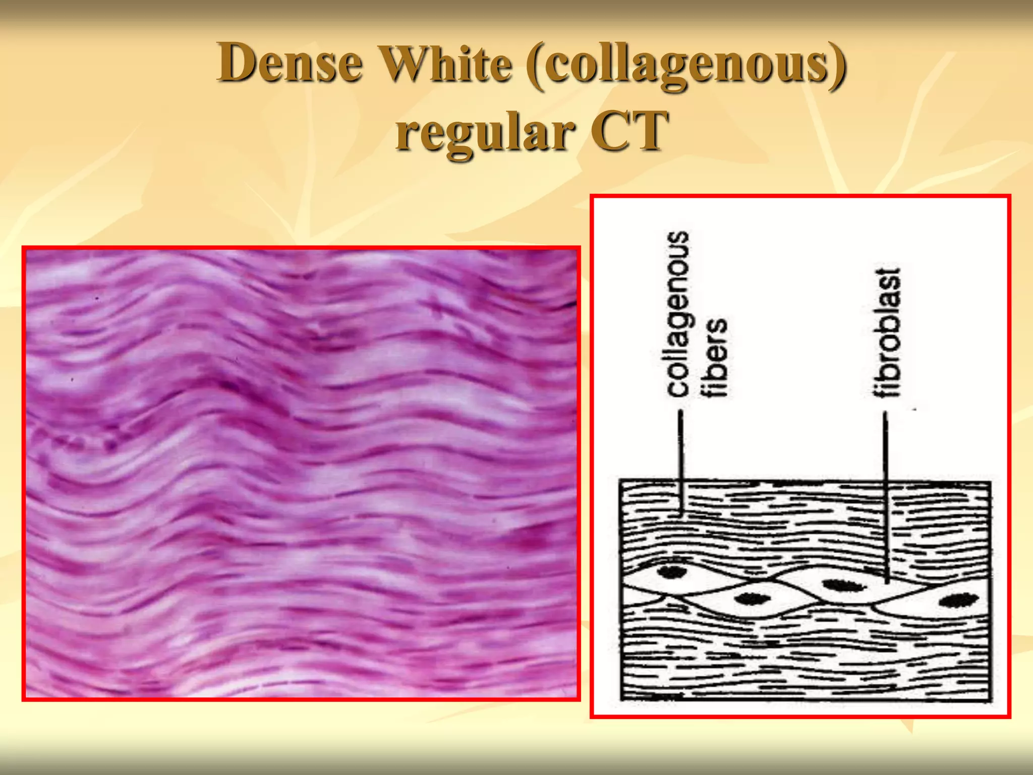 connective tissue 1st 2023.ppt