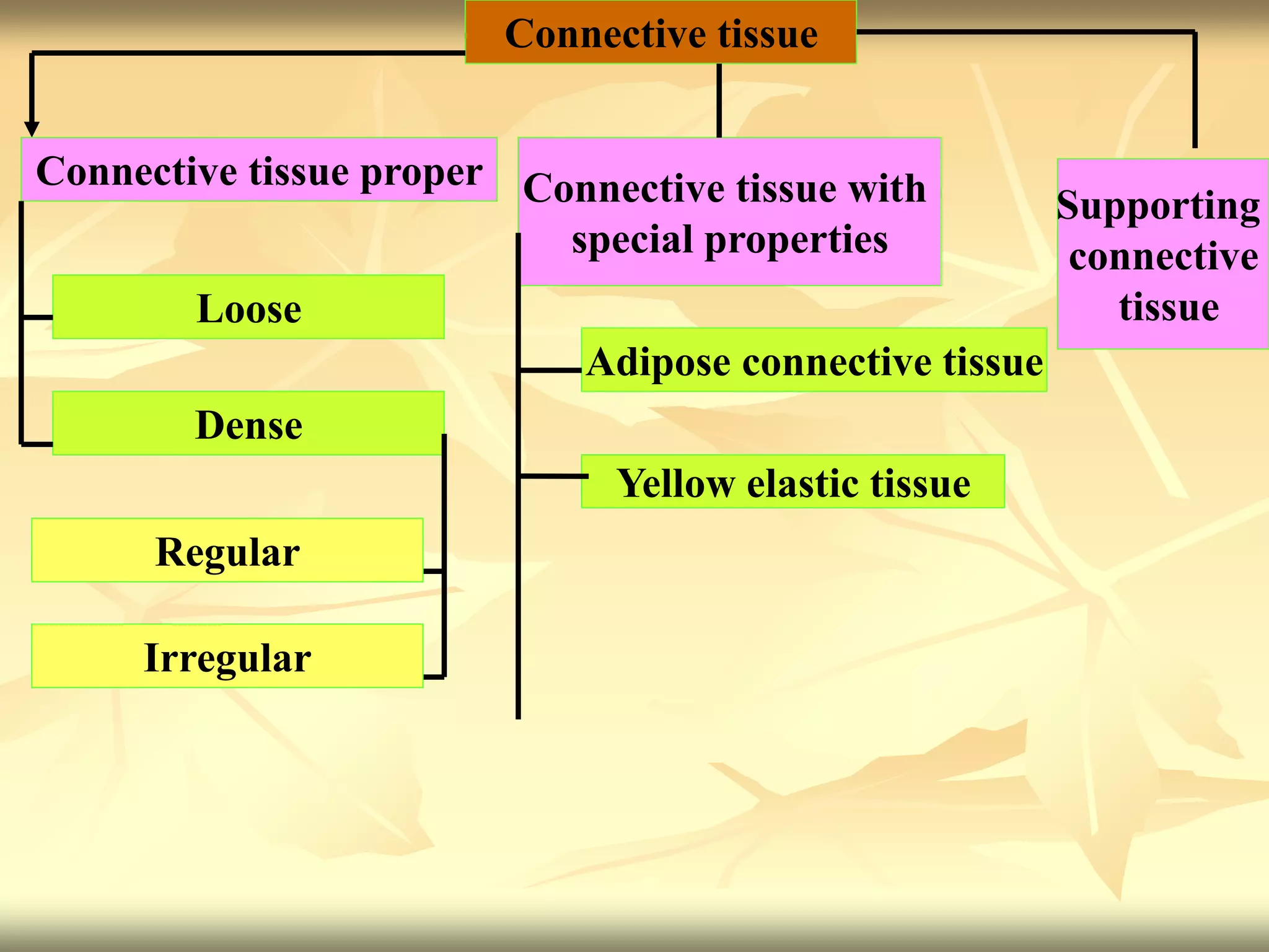 connective tissue 1st 2023.ppt
