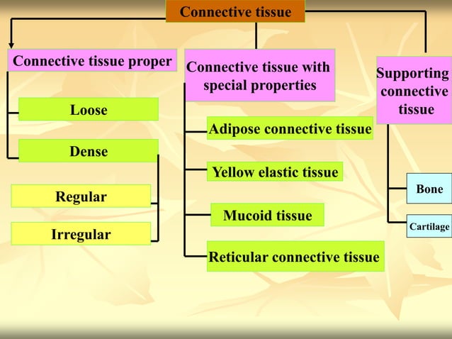 connective tissue 1st 2023.ppt