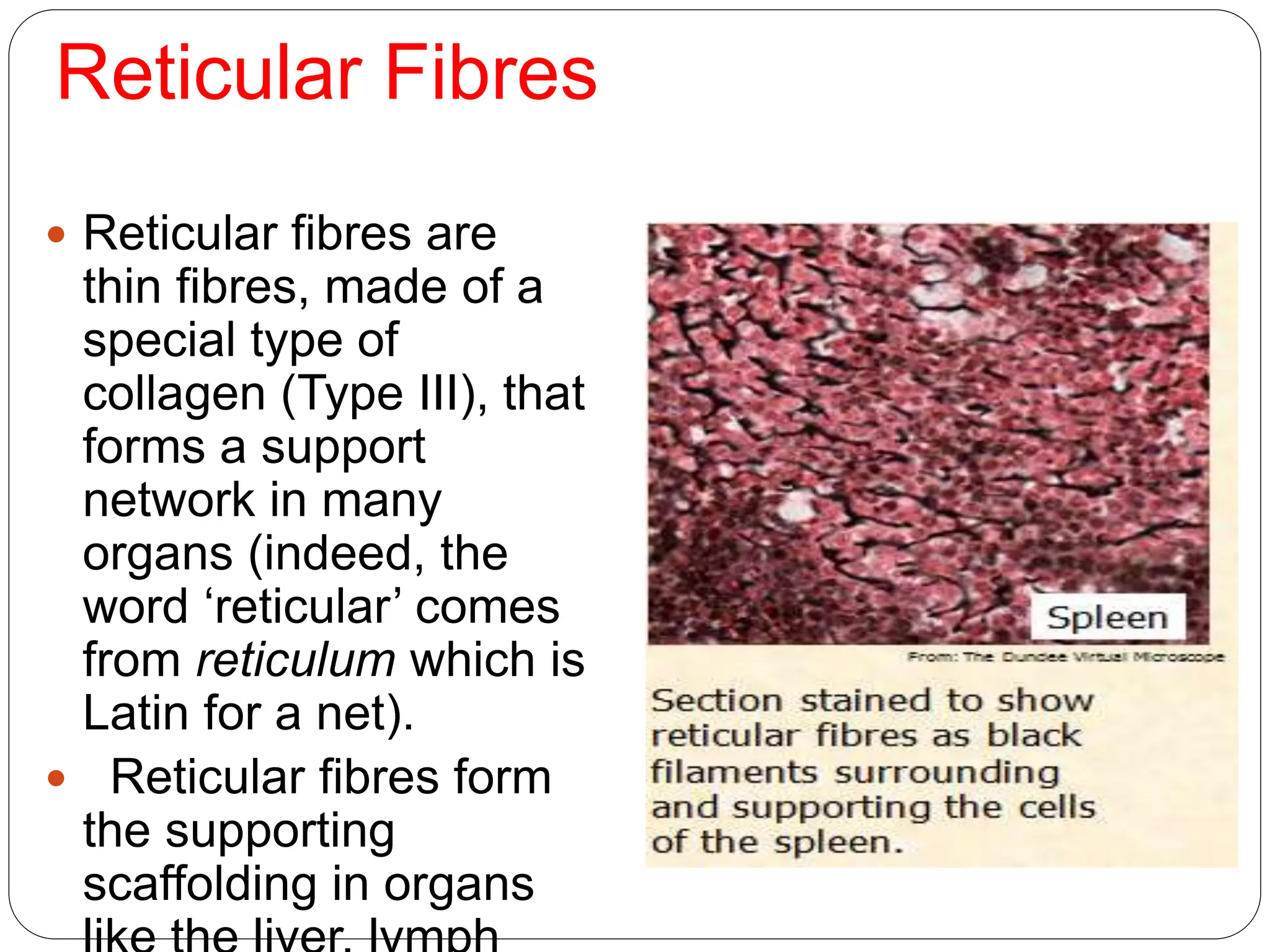 HISTOLOGY OF CONNECTIVE TISSUE IN ANATOMY | PPTX
