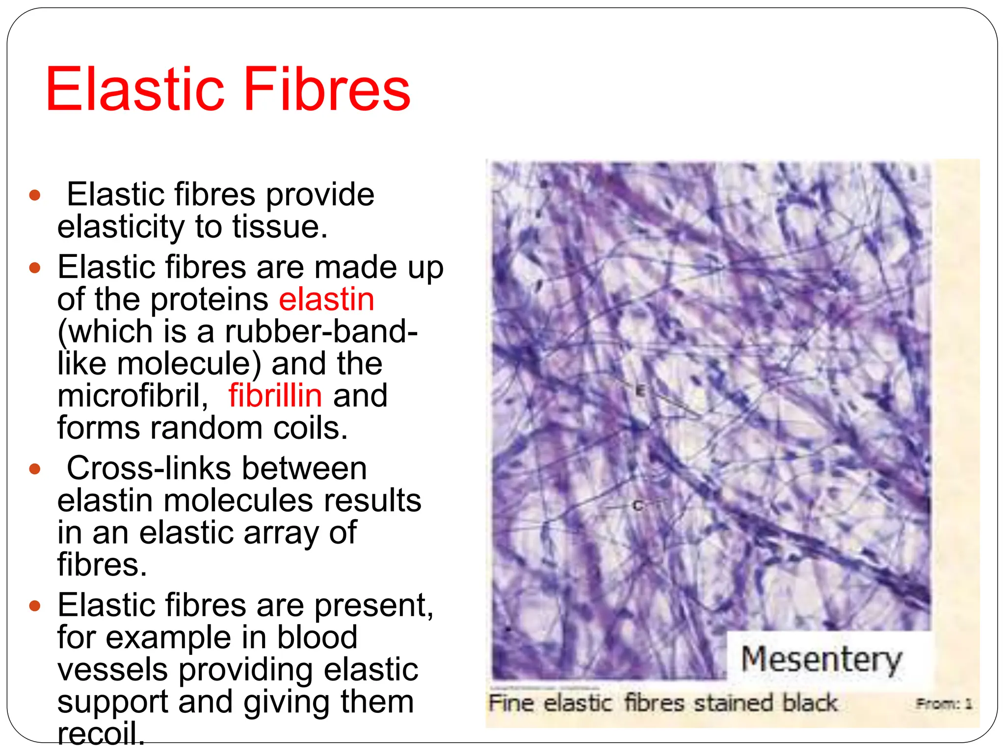 HISTOLOGY OF CONNECTIVE TISSUE IN ANATOMY | PPTX