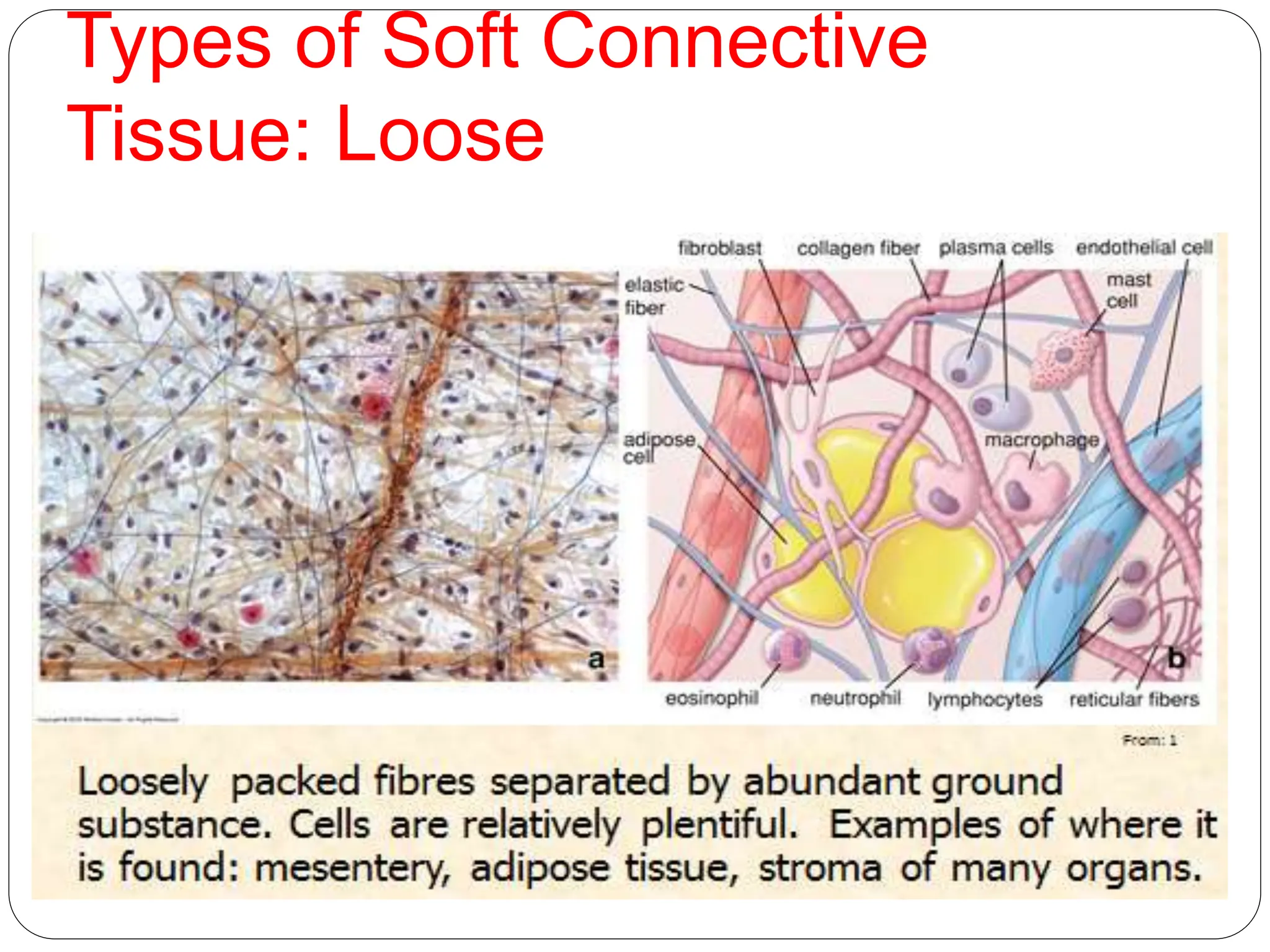 HISTOLOGY OF CONNECTIVE TISSUE IN ANATOMY | PPTX