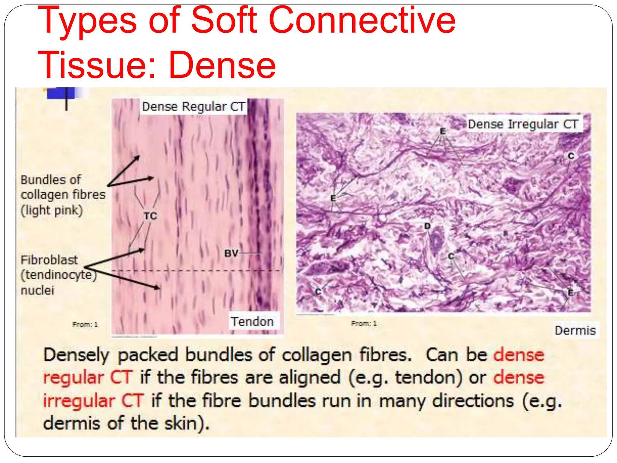 HISTOLOGY OF CONNECTIVE TISSUE IN ANATOMY | PPTX