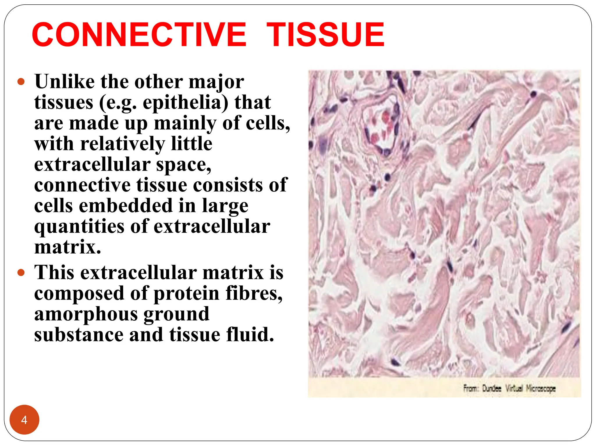 HISTOLOGY OF CONNECTIVE TISSUE IN ANATOMY | PPTX